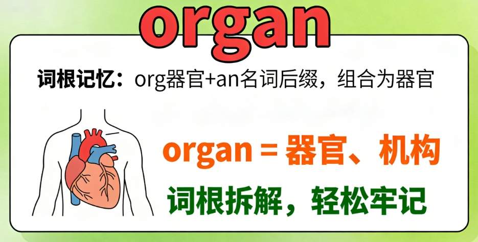 organ是什么意思|organ的用法|organ的单词速记|organ怎么读|organ的考法|organ的中文释义|organ的例句 ...